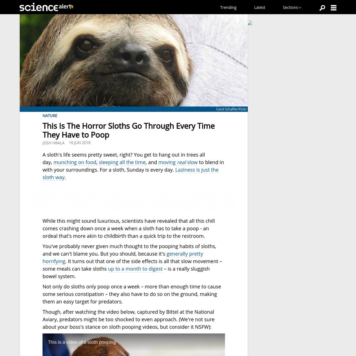 This Is The Horror Sloths Go Through Every Time They Have to Poop — Are.na