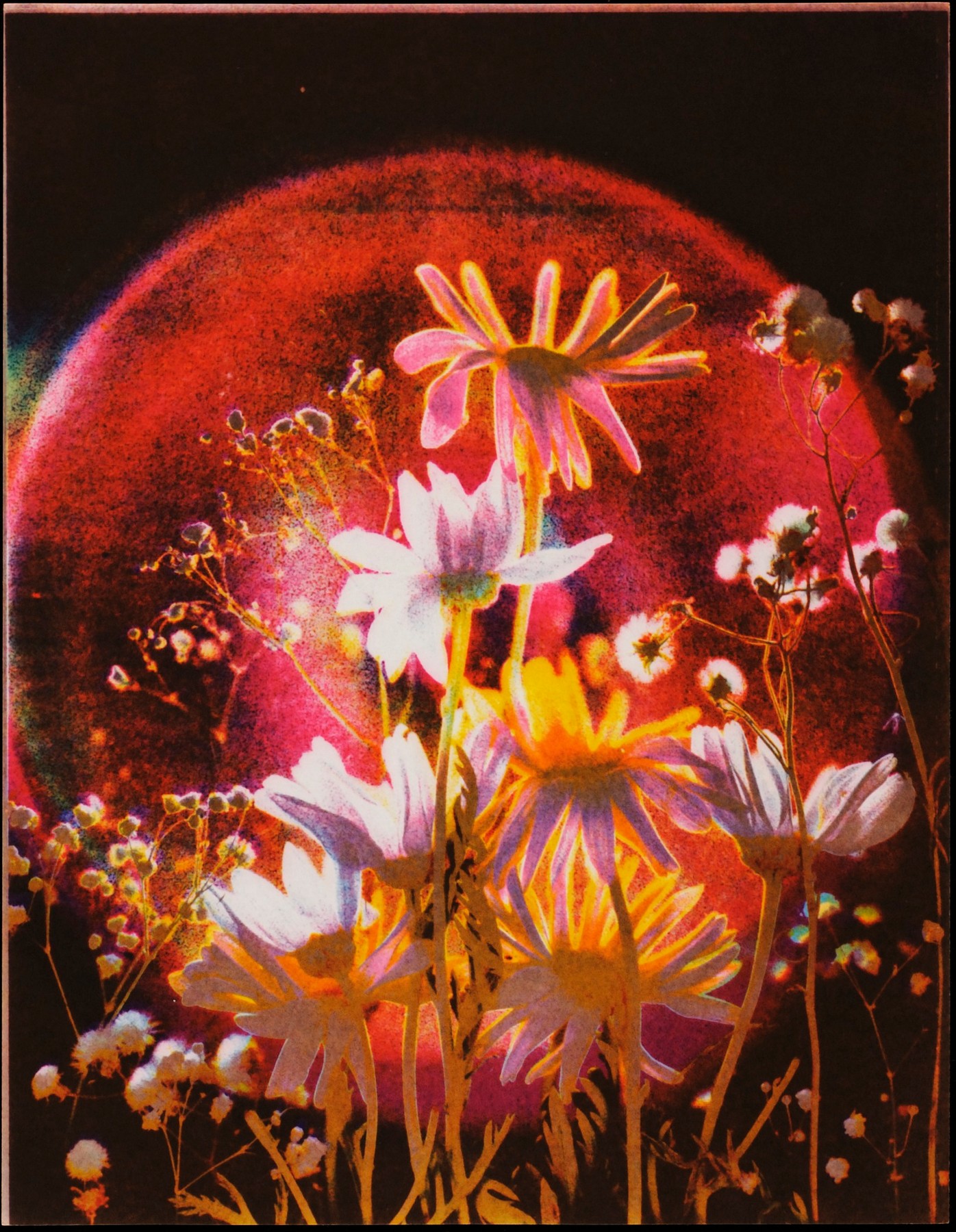 Sonia Landy Sheridan, Flowers #8, 1976, 3M Color-In-Color I on paper ...