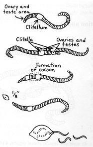 worm-reproduction.jpg — Are.na