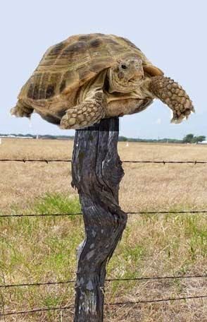 Fence Post Turtle | Are.na