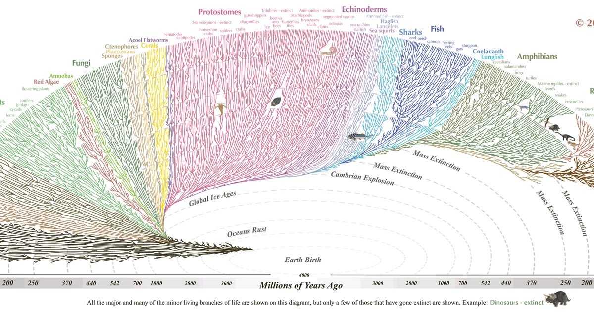 Phylogenetic Tree of All Life On Earth Since LUCA (Last Universal ...