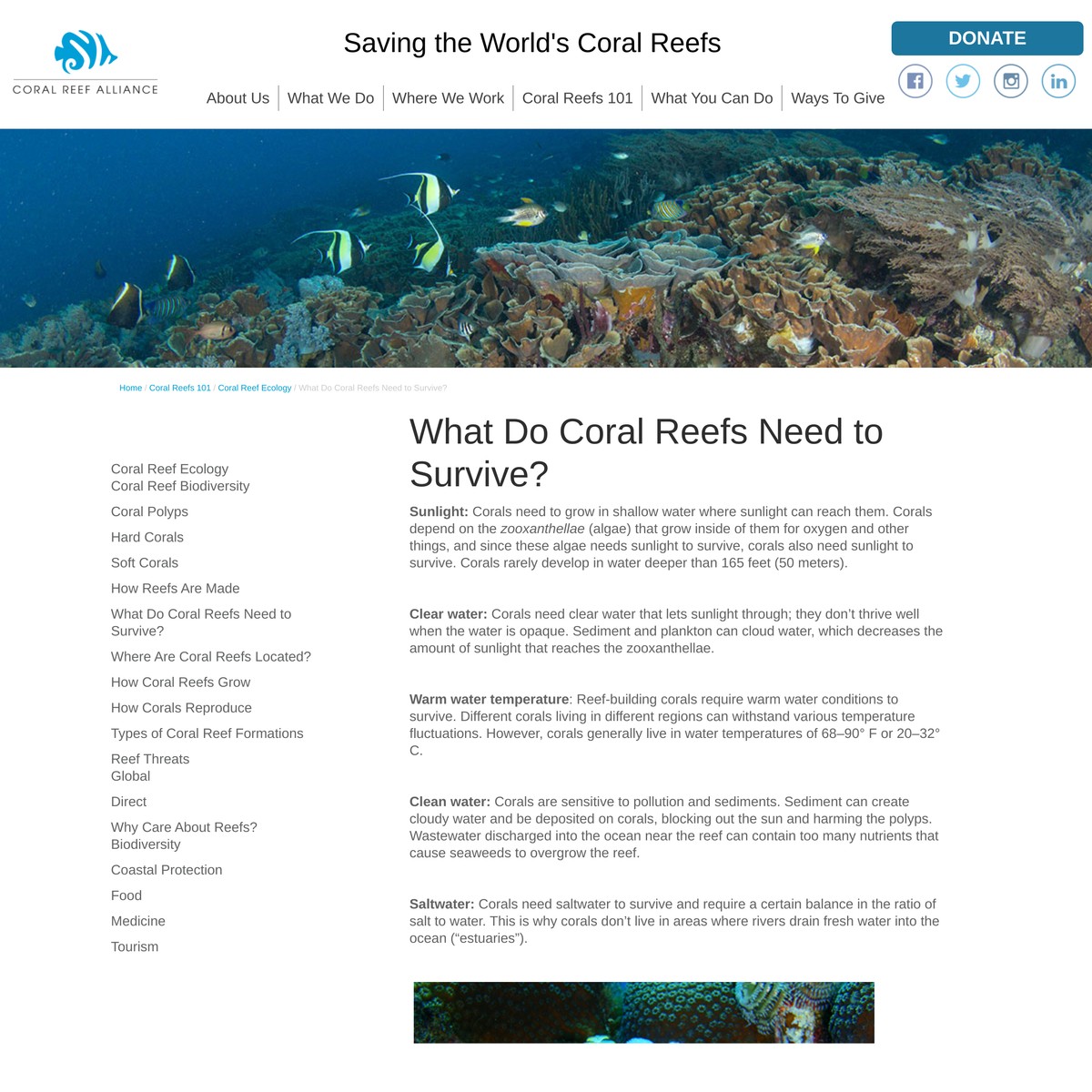 What Do Coral Reefs Need to Survive? | Coral Reef Alliance — Are.na