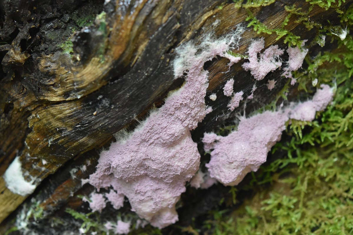 fungi and slime molds — Are.na