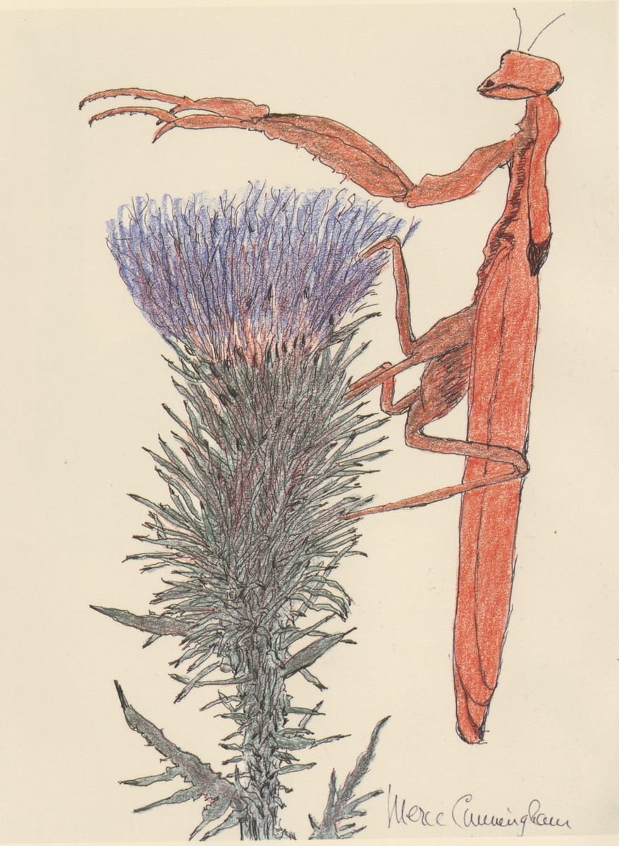 Merce Cunningham's drawings of animals — Are.na