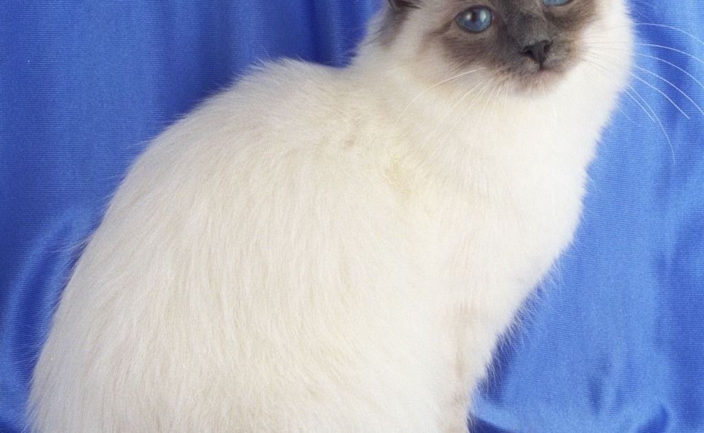 Birman Cat / Blue Background | Are.na