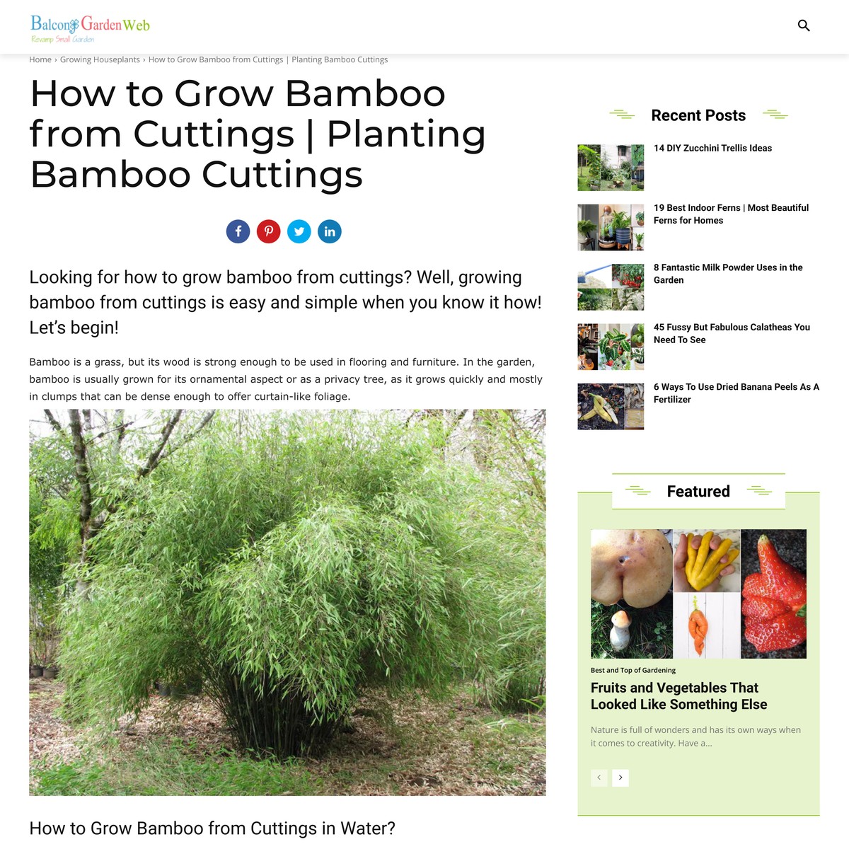 How to Grow Bamboo from Cuttings — Are.na