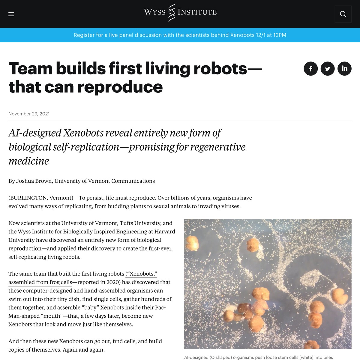 Team builds first living robots—that can reproduce — Are.na