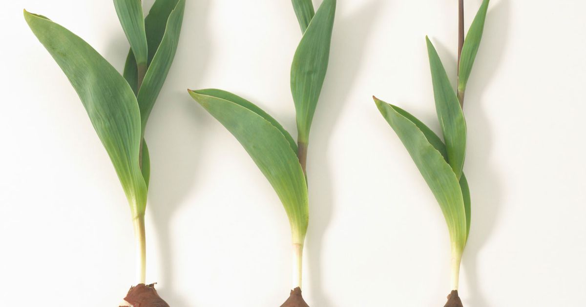 🌷flower extension | Are.na