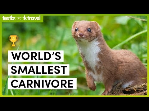 Musteloidea - The 11 Most Adorable Carnivore Families — Are.na