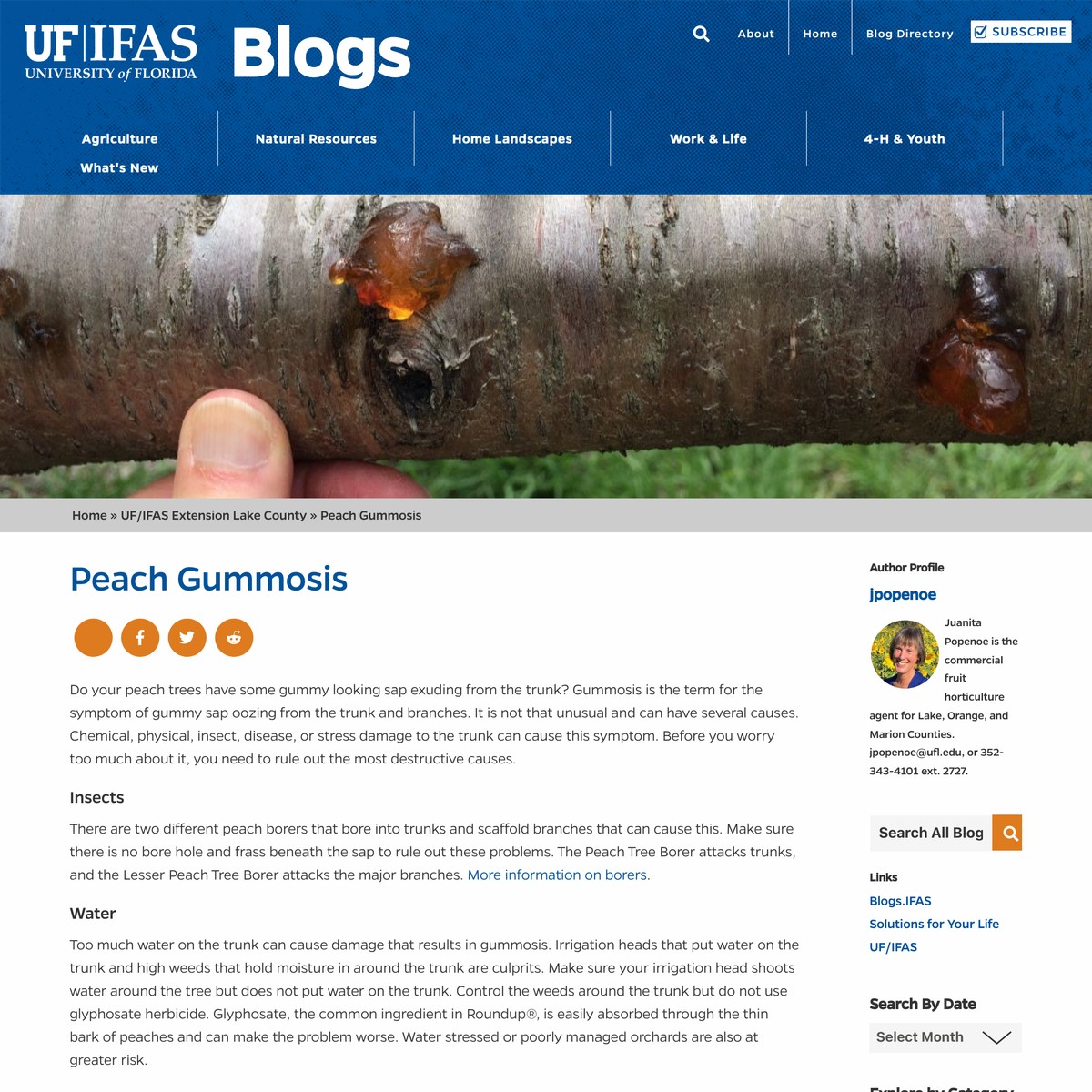 Peach Gummosis — Are.na