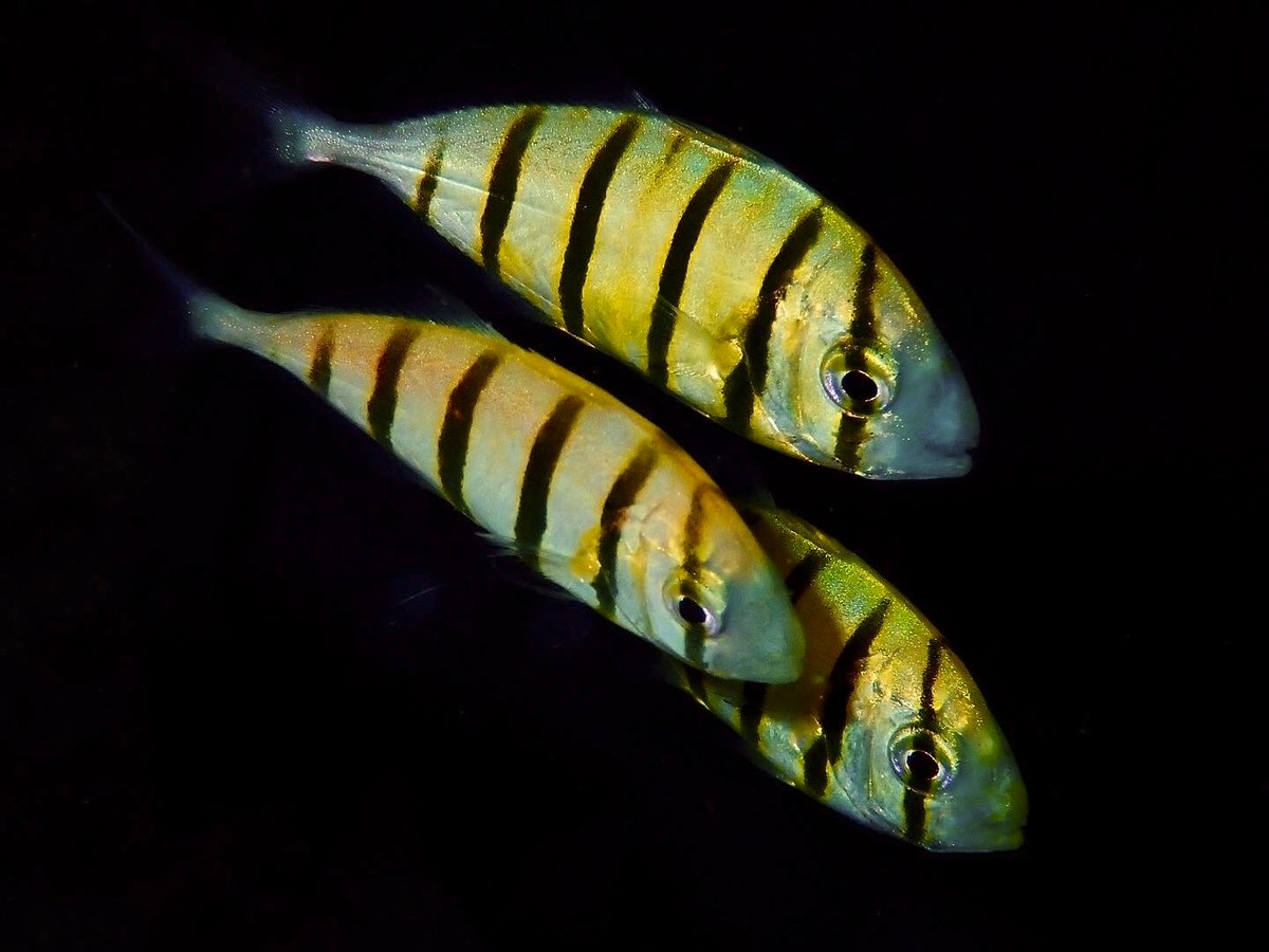 sea critters — Are.na