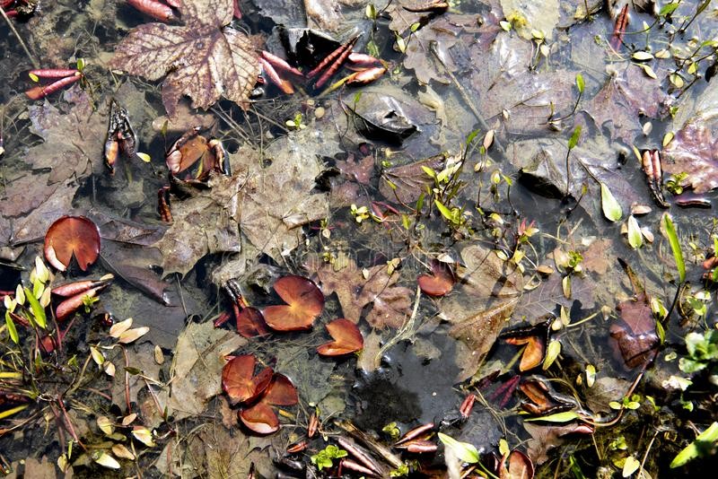 wet decaying and growing plants — Are.na