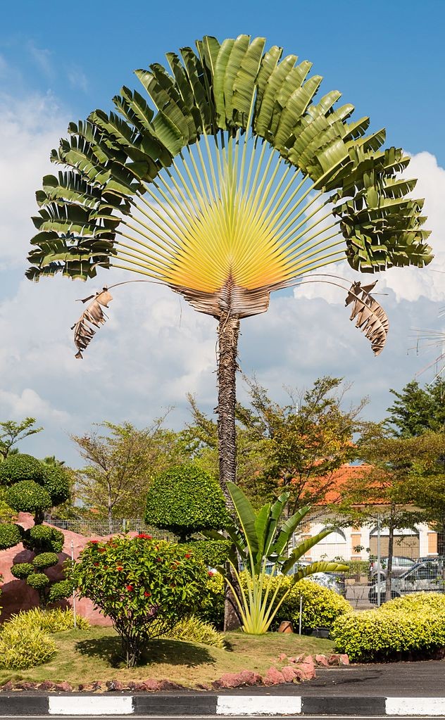 Ravenala Madagascariensis — Are.na