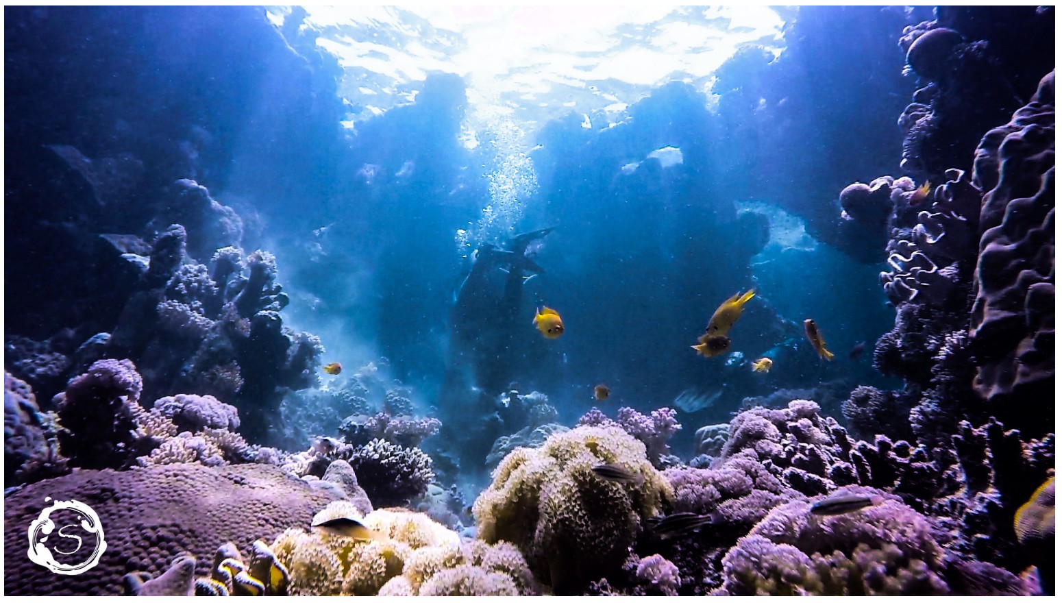 Diving in Jeddah — Are.na