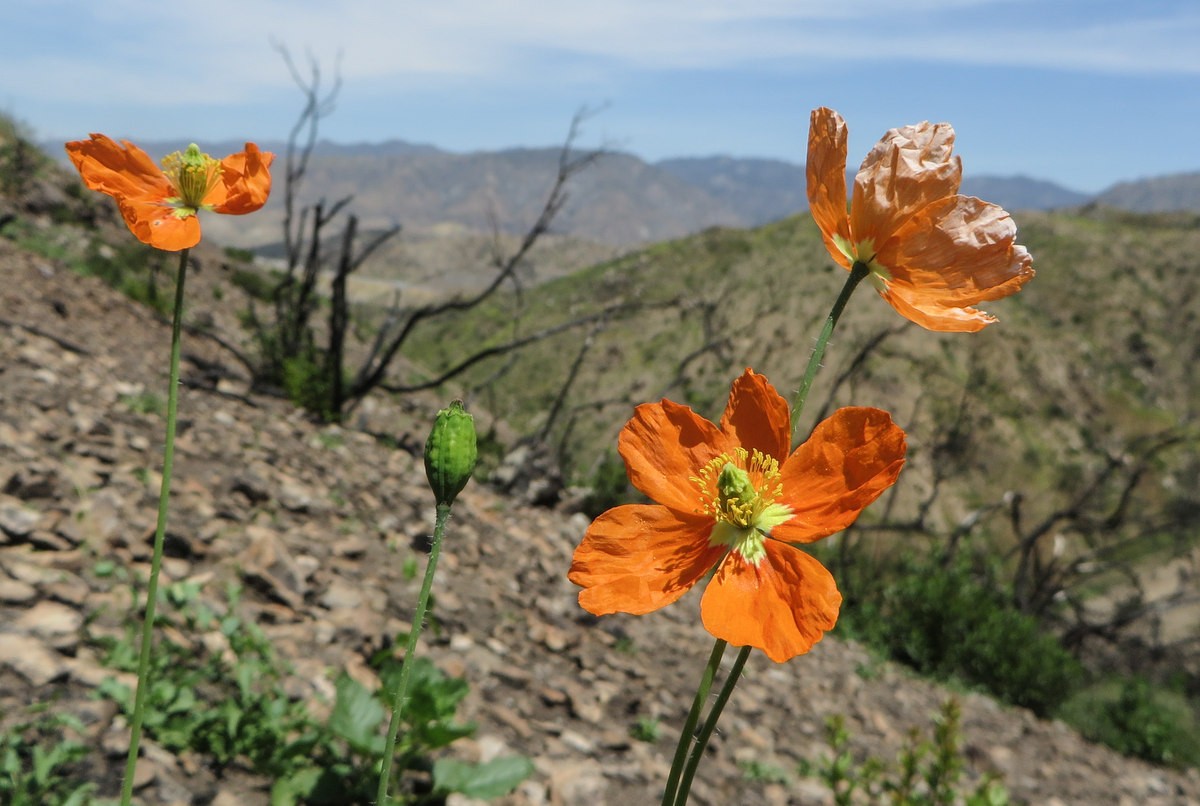 Fire poppy (which only germinates in response to fire smoke) ~8 months ...