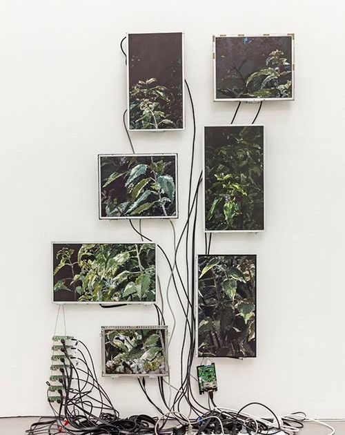 Algorithmic & digital Botany | Are.na
