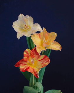 The Palm Report™ by Poolsuite — Are.na