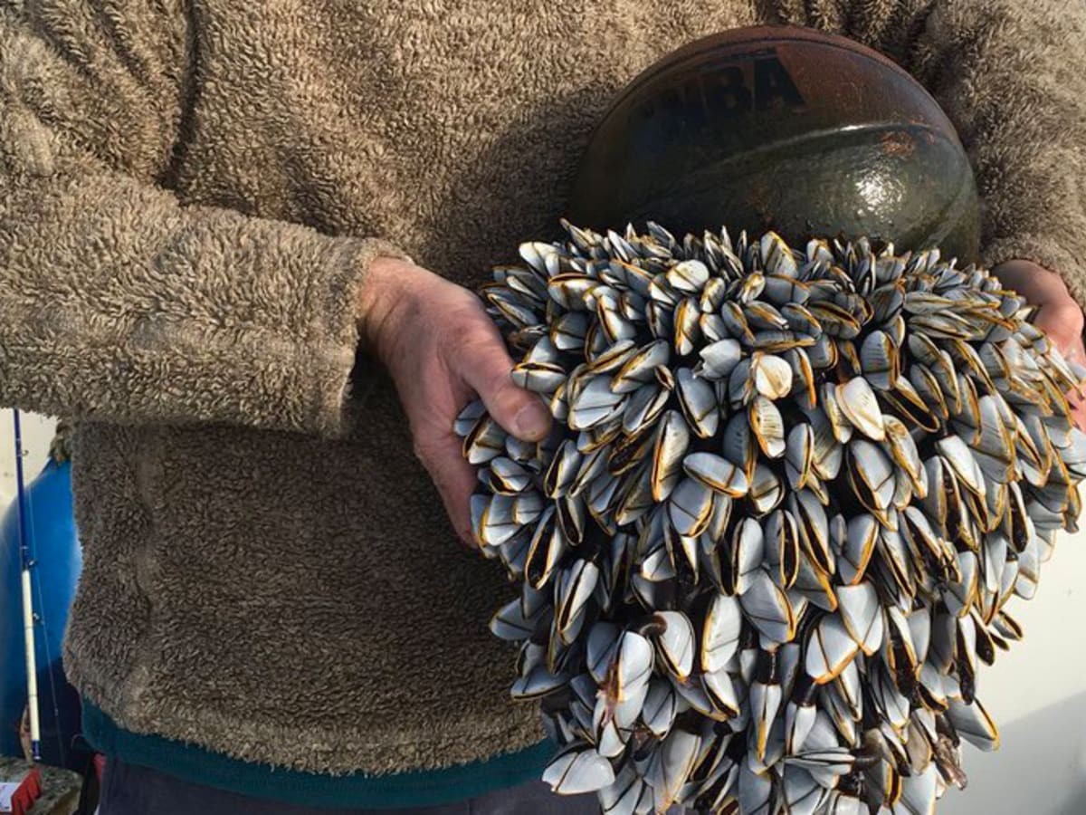 basketball-covered-barnacles-england-dorset-photojpg.jpg — Are.na