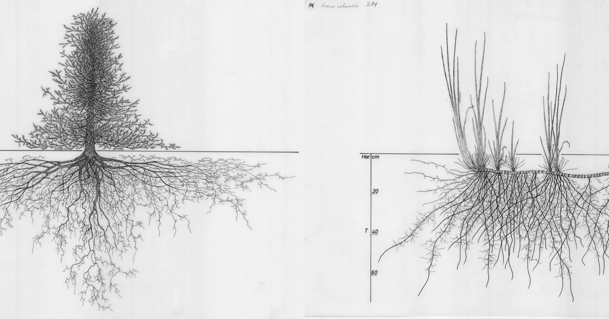 rhizomatic | Are.na
