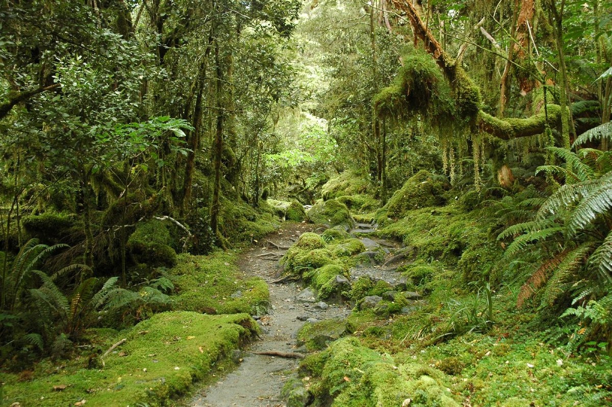 new-zealand-forest.jpg — Are.na