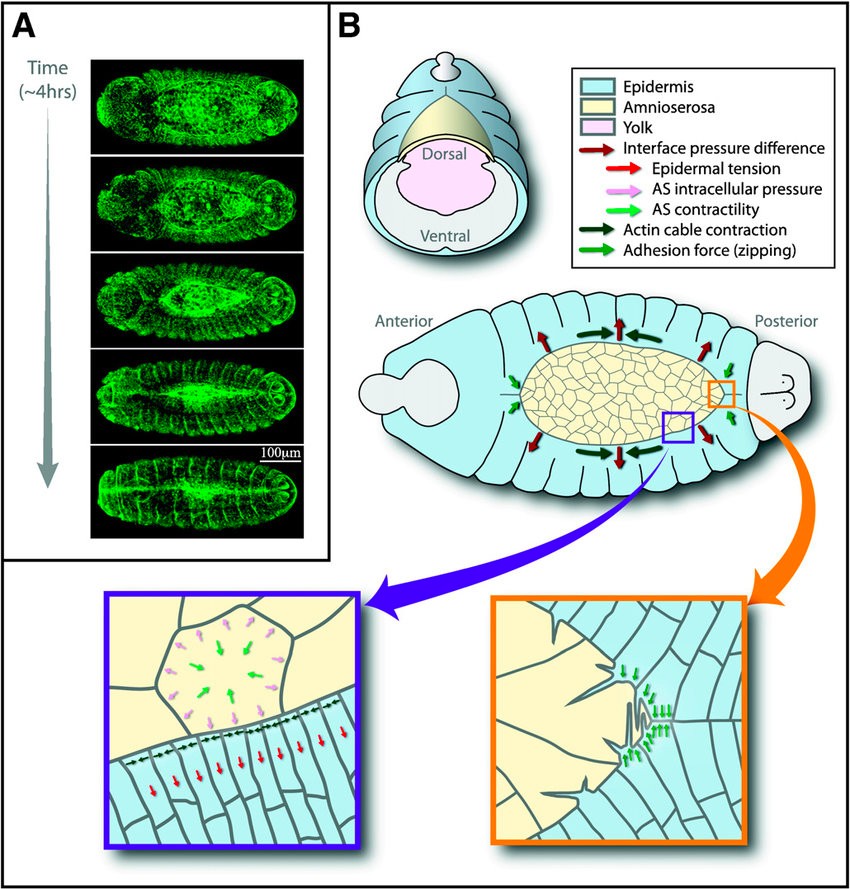 Intrinsically Disordered Regions — Are.na