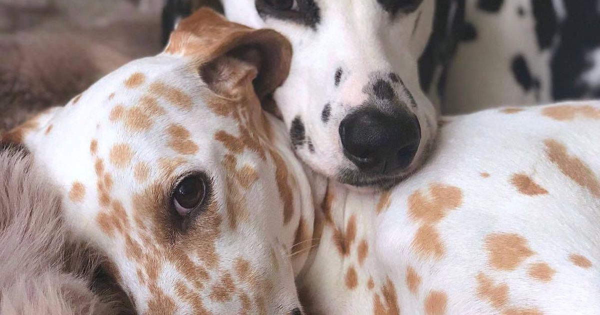 year of the dog | Are.na