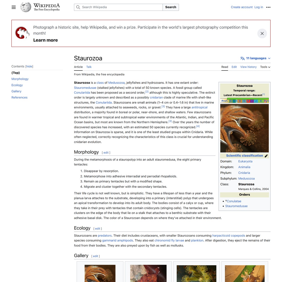 Staurozoa - Wikipedia — Are.na