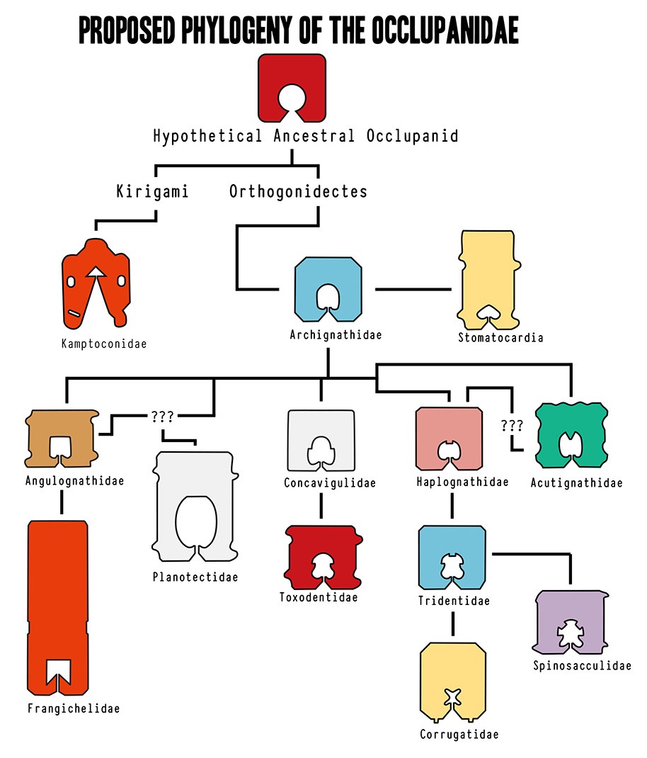 Proposed Phylogeny of the Occlupanidae — Are.na