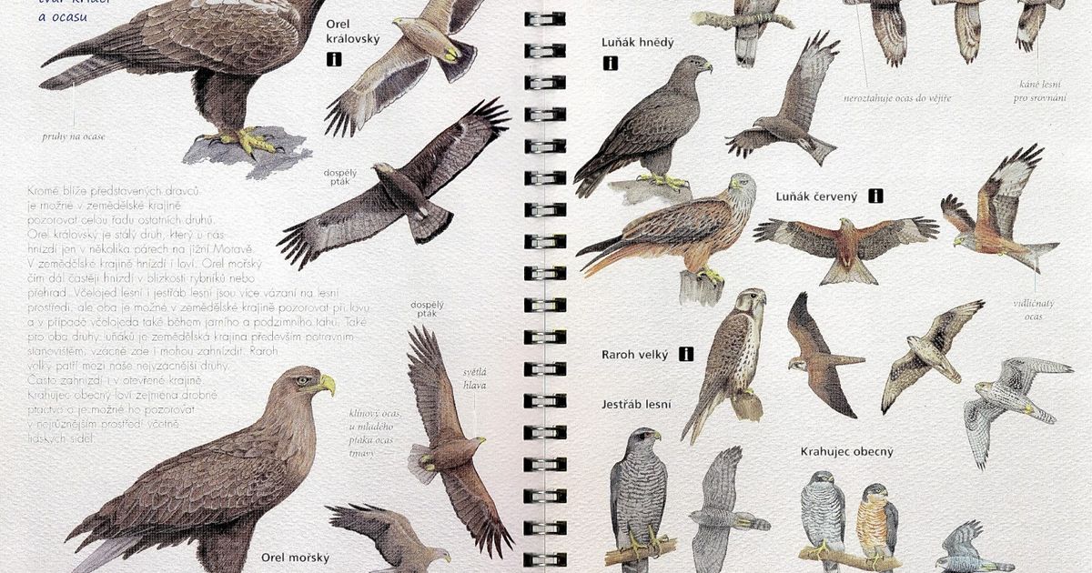 RESEARCH–BIRDS | Are.na