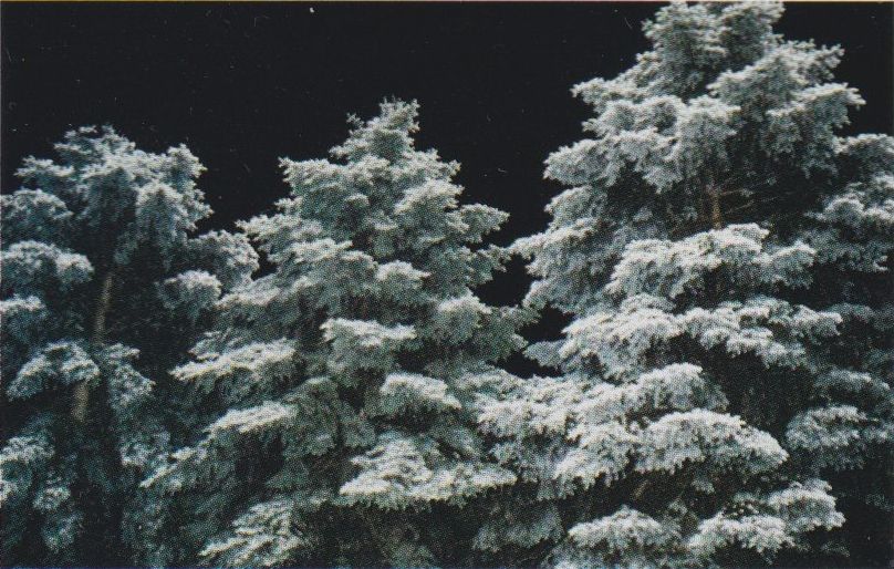 AD | Nature | Are.na