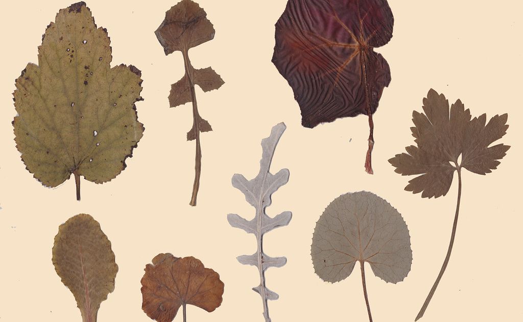 dead flowers and leaves | Are.na