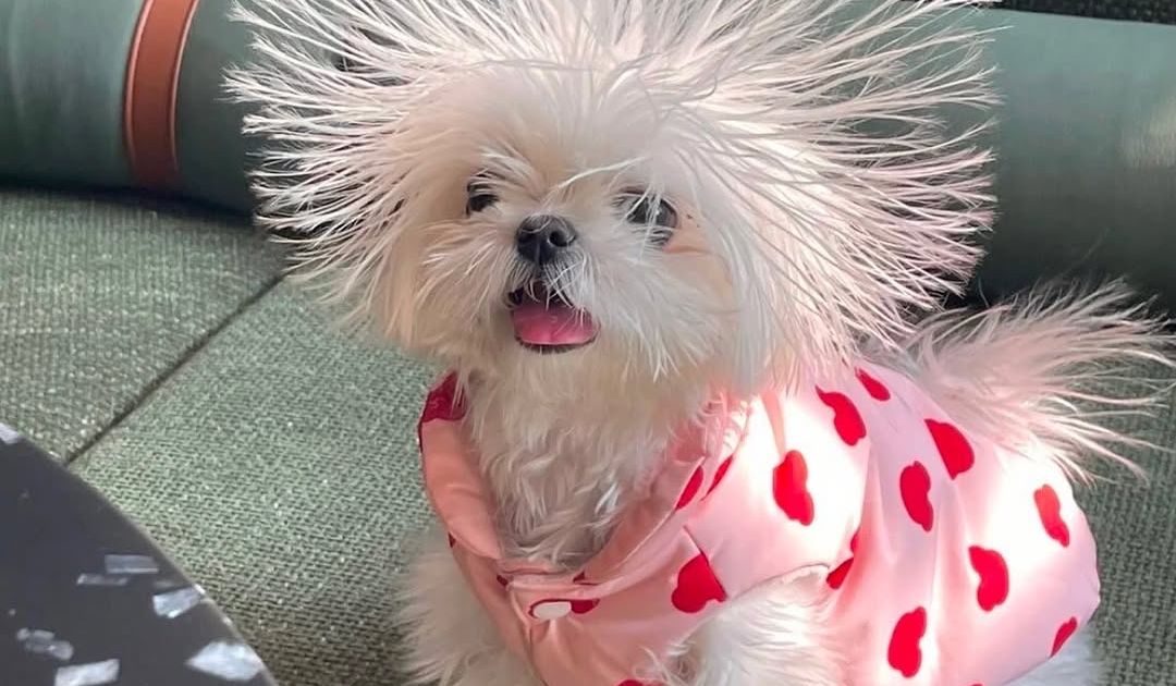 cute cute cute | Are.na