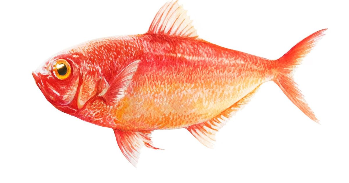 roto_fish_kinmedai.jpg | Are.na