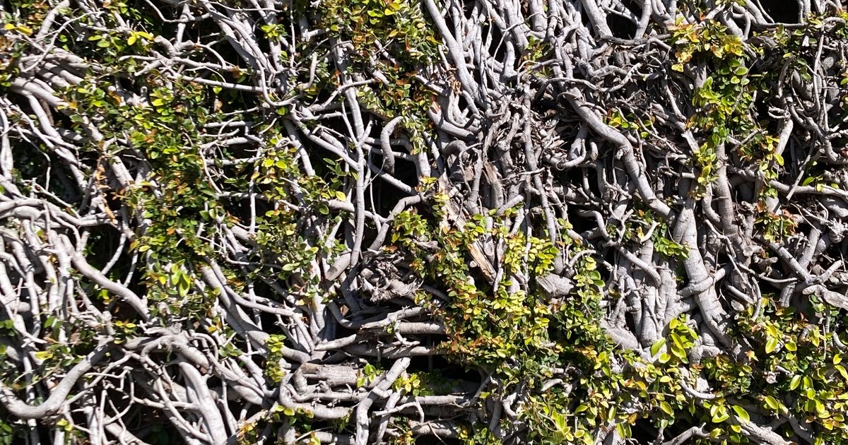 tracing the web | Are.na