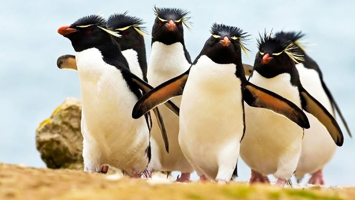 goofy looking animals — Are.na