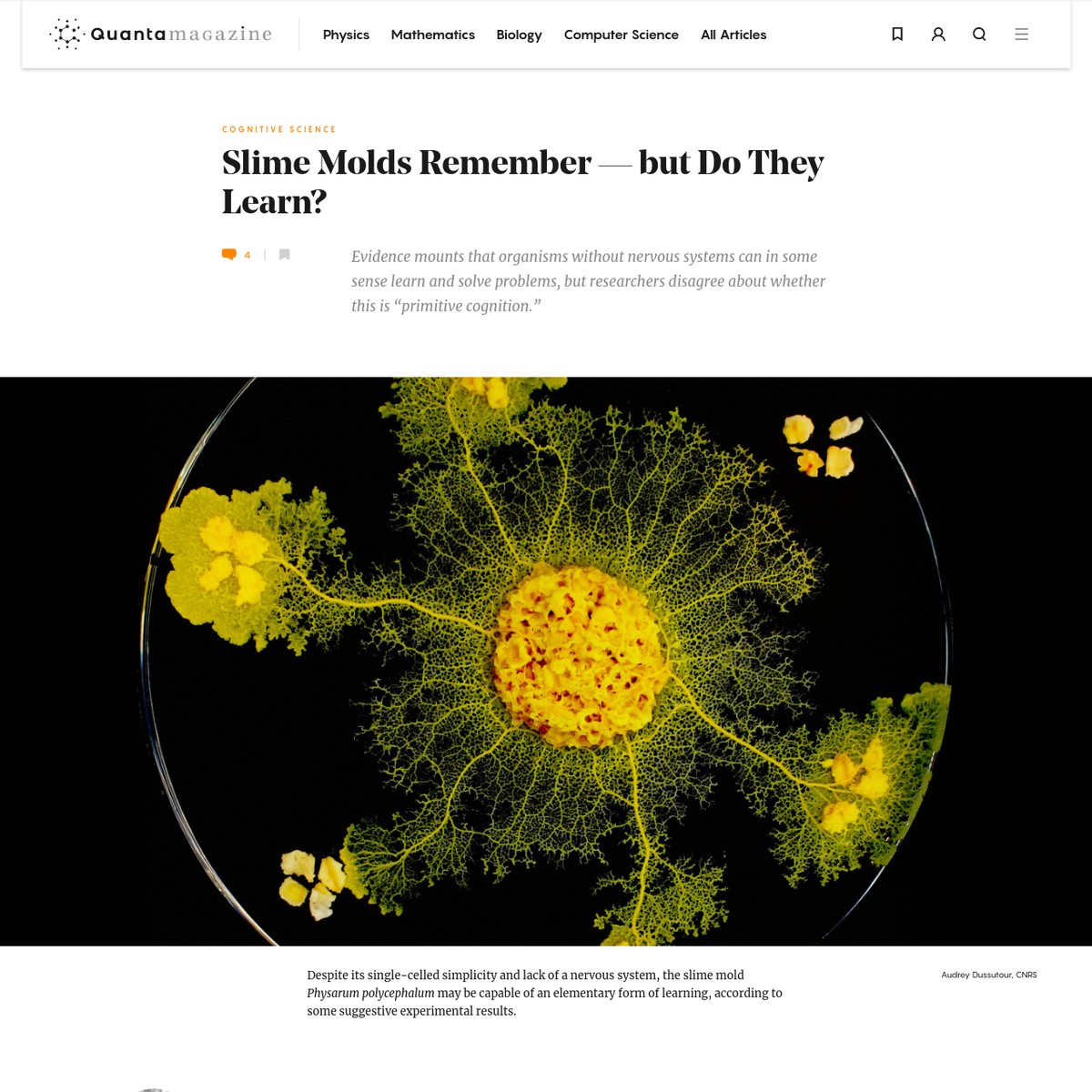 Slime Molds Remember - but Do They Learn? | Quanta Magazine — Are.na
